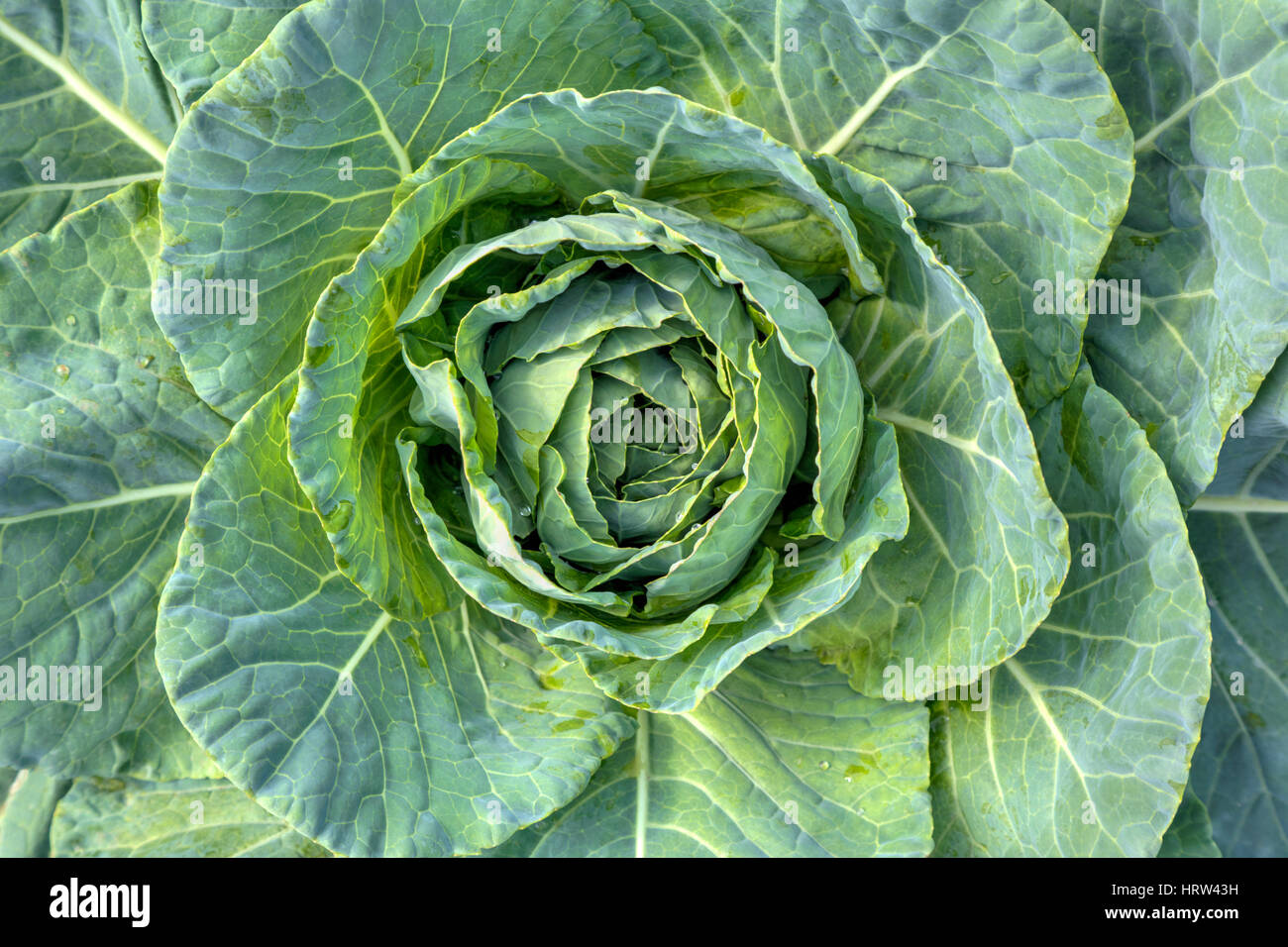 Fresh green cabbage closeup Stock Photo - Alamy