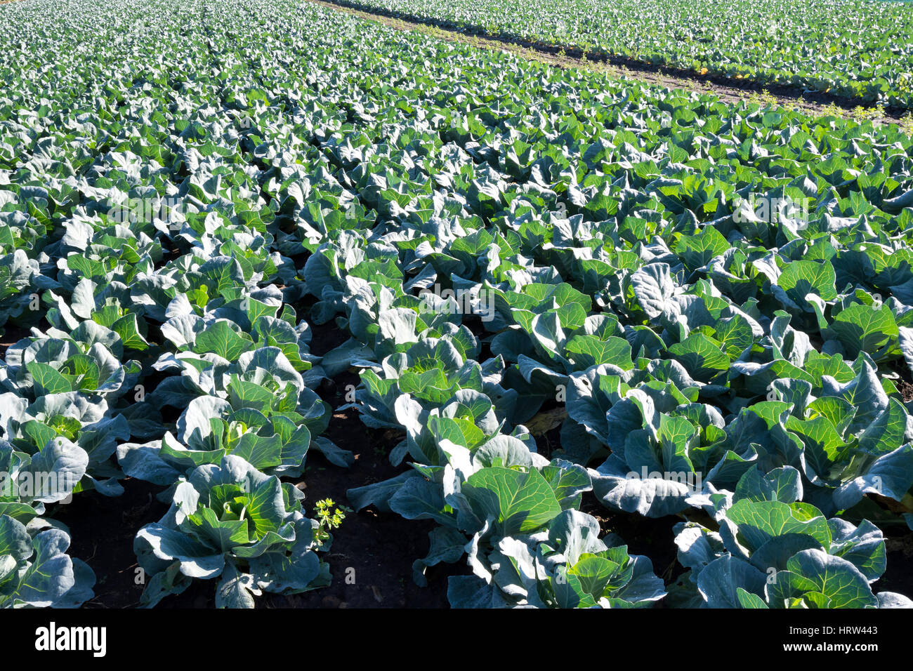 pointed cabbage field Stock Photo - Alamy