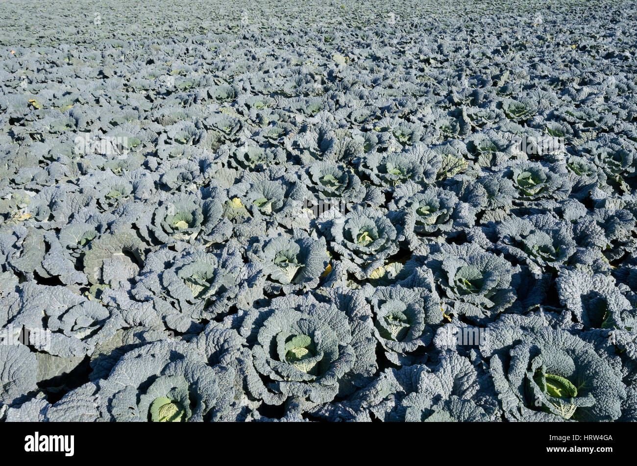 savoy cabbage field Stock Photo - Alamy