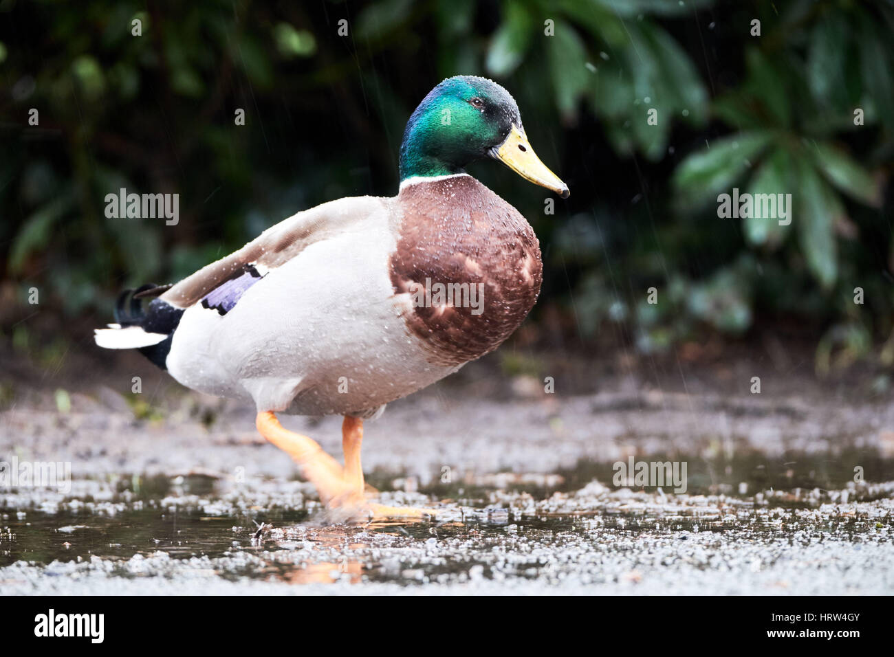 classic duck under the rain Stock Photo - Alamy