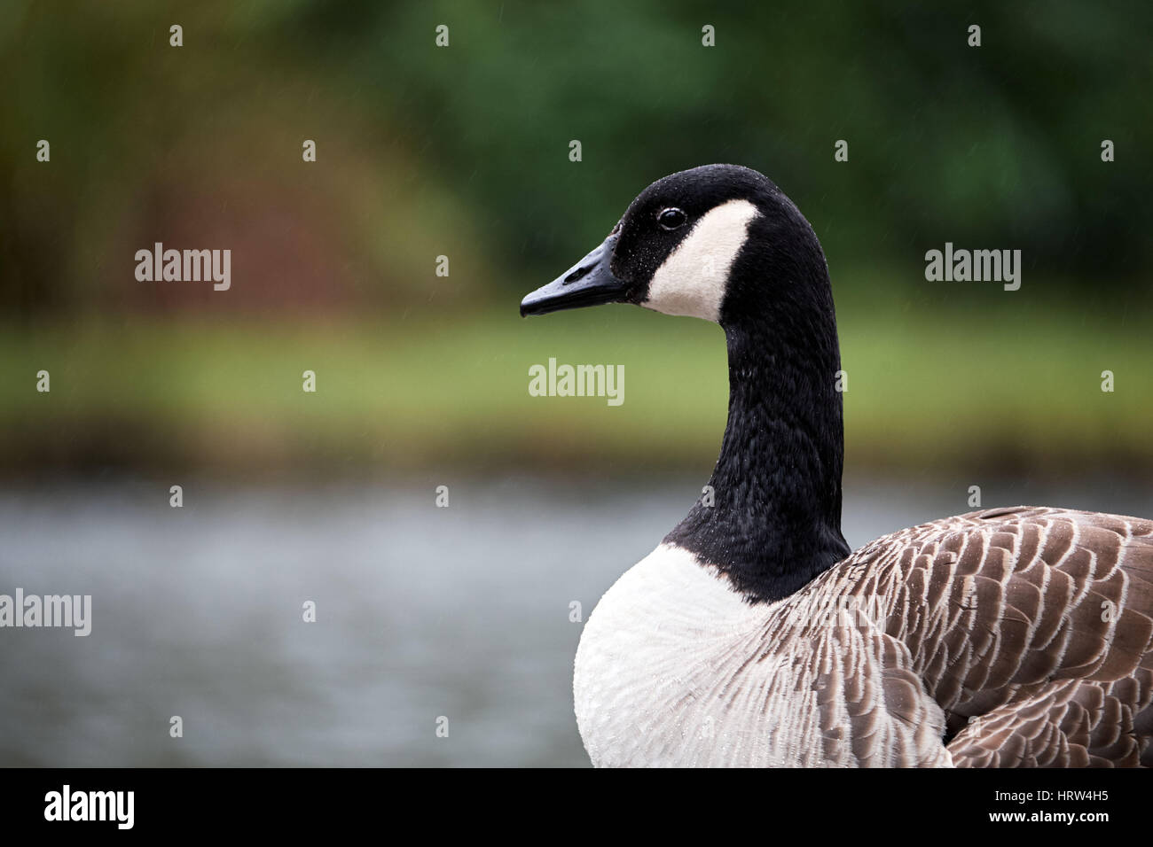 canadian duck near a lake Stock Photo - Alamy