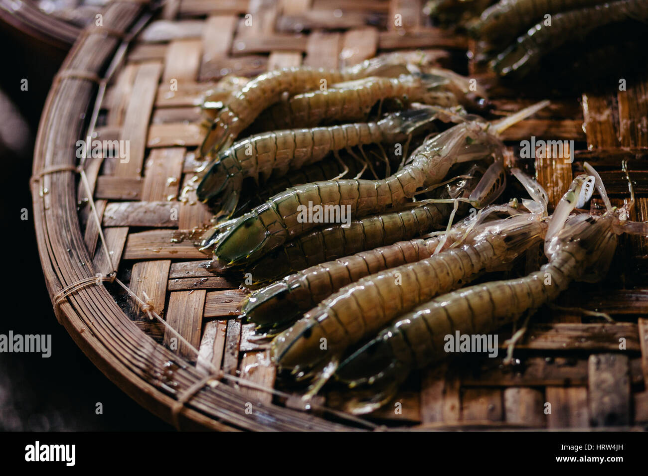 Mantis Fish High Resolution Stock Photography and Images - Alamy