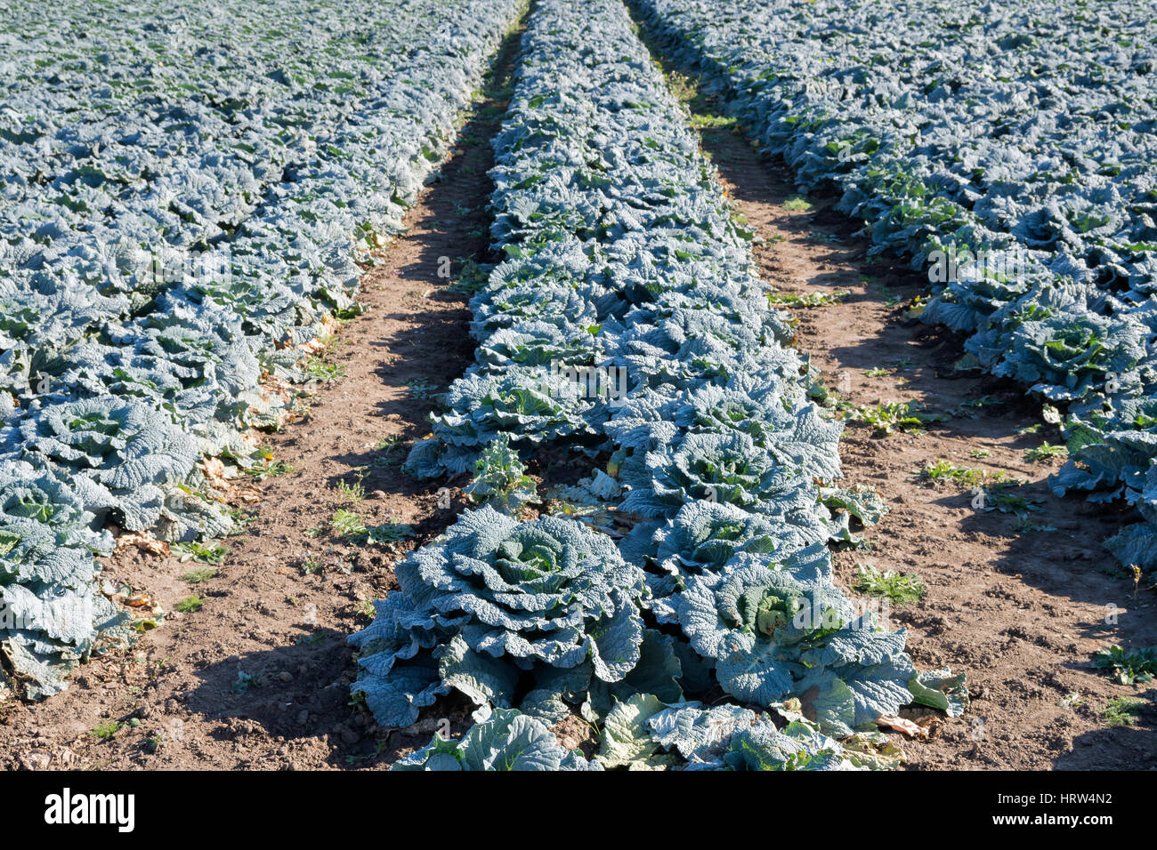 savoy cabbage field Stock Photo - Alamy