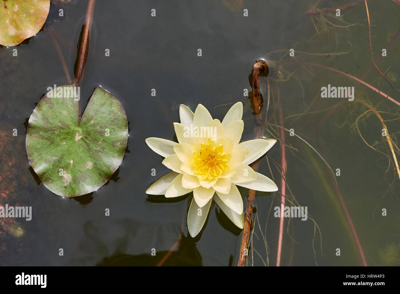 Nymphaea cultivar hi-res stock photography and images - Alamy