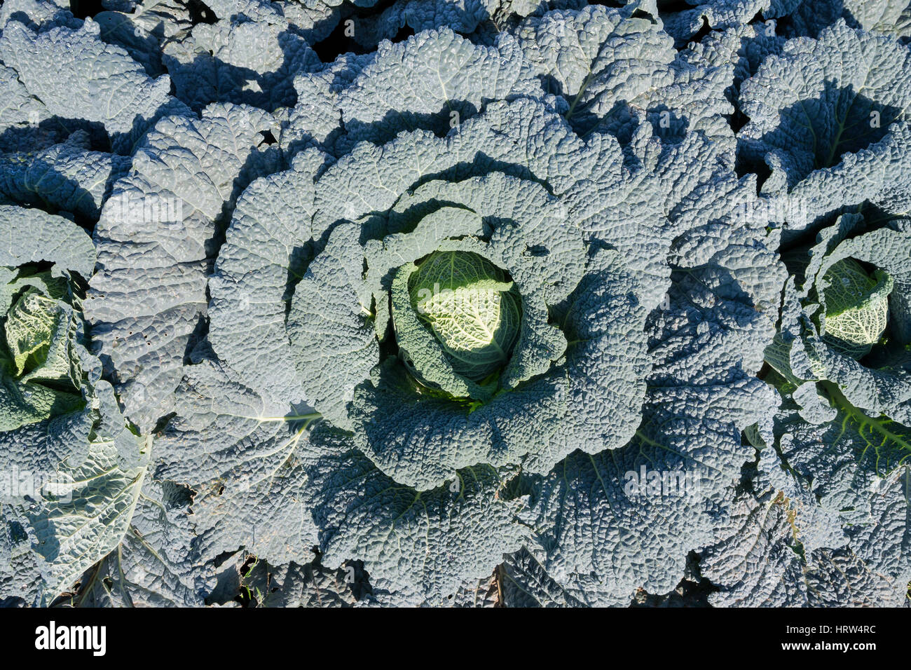 savoy cabbage field Stock Photo - Alamy
