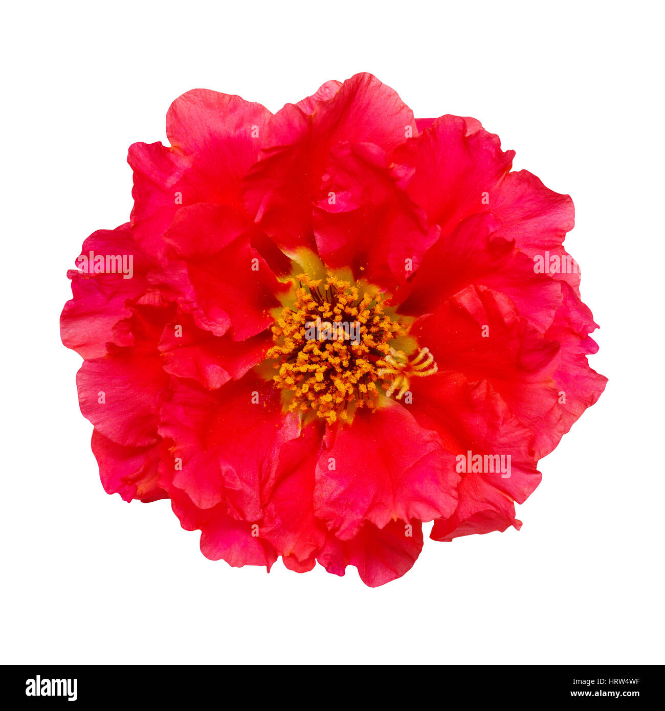 red flower head isolated on white background, way in path Stock Photo ...
