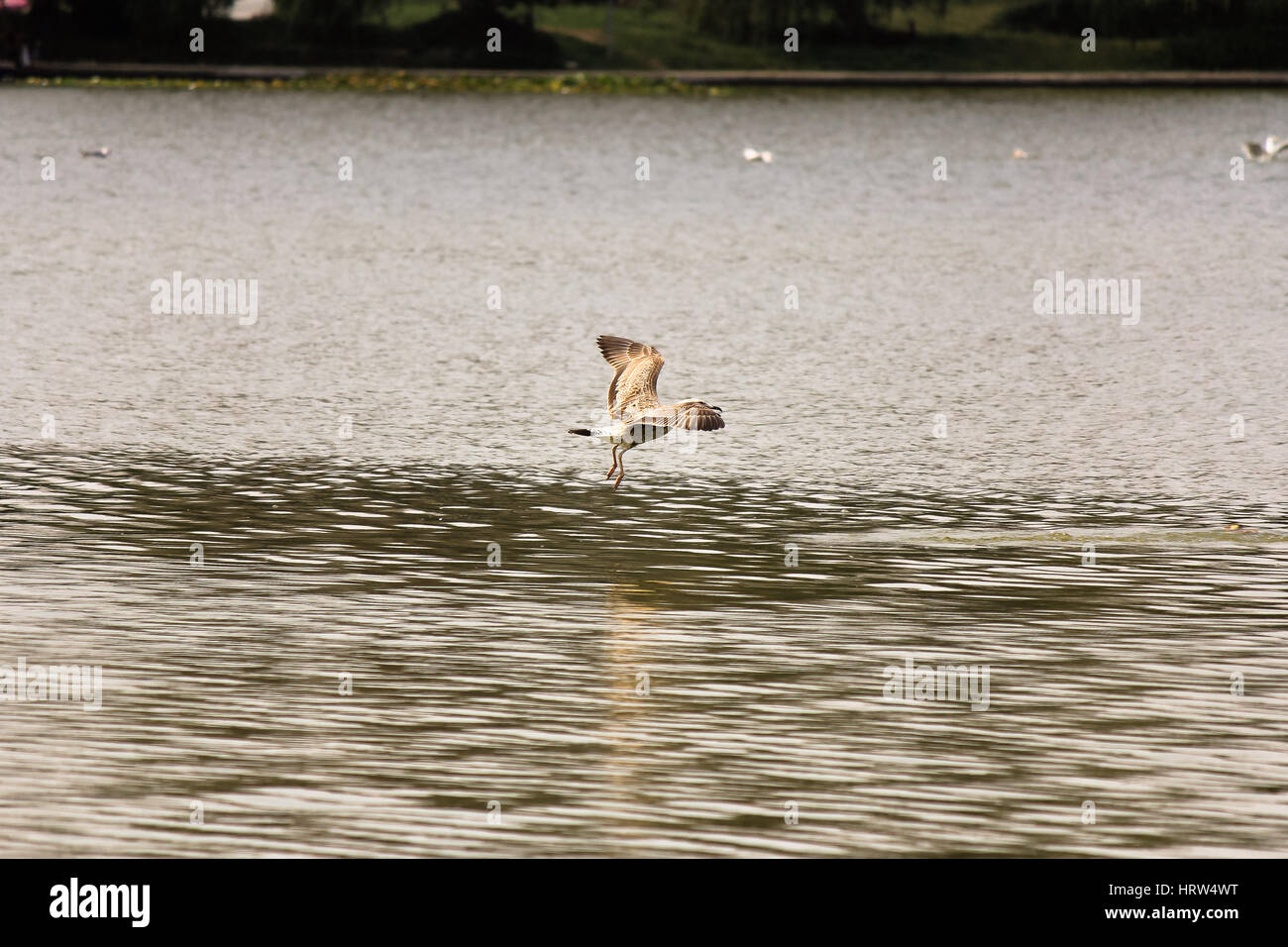 Big fishing bird hi-res stock photography and images - Alamy