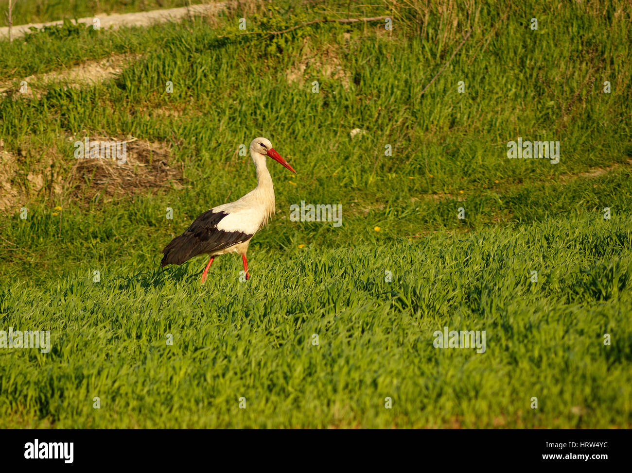 White stork walking in field hi-res stock photography and images - Alamy