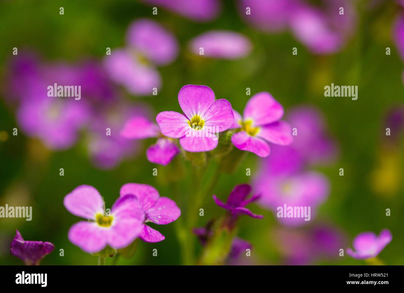 Beautiful springflower hi-res stock photography and images - Alamy