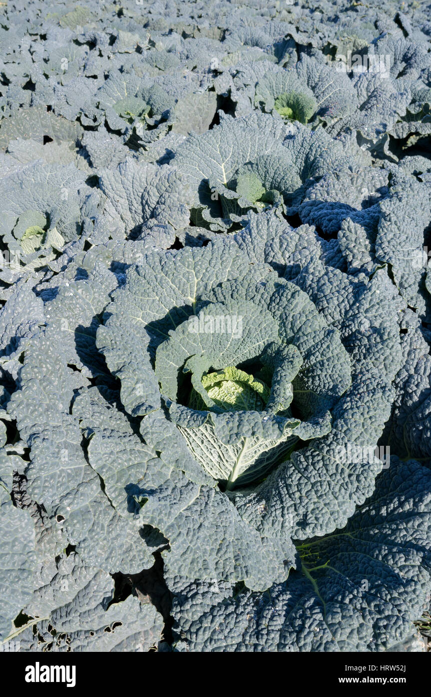 Cabbage production hi-res stock photography and images - Alamy