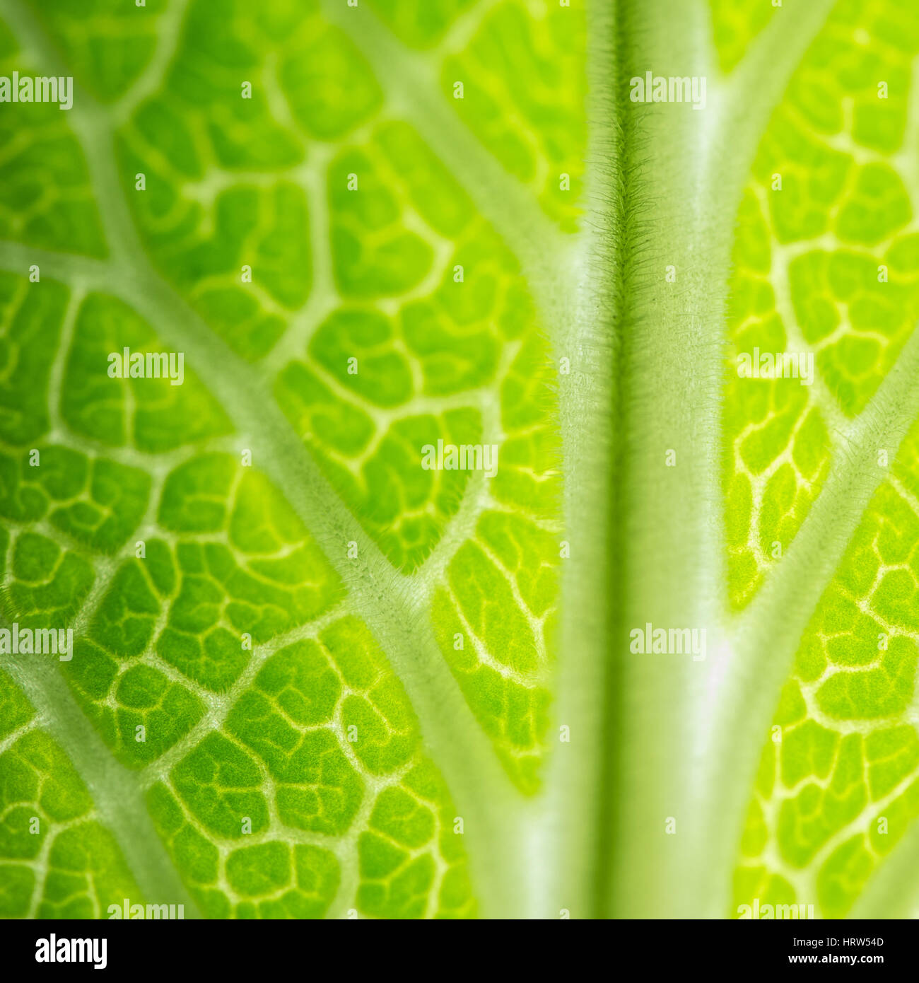 Macro photo of the texture of a green leaf Stock Photo - Alamy