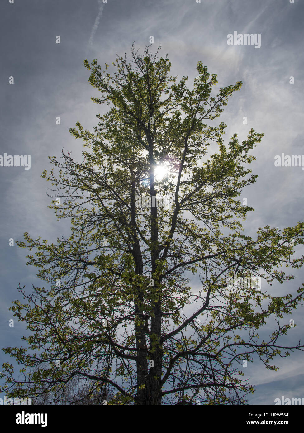 A tree in springtime Stock Photo - Alamy