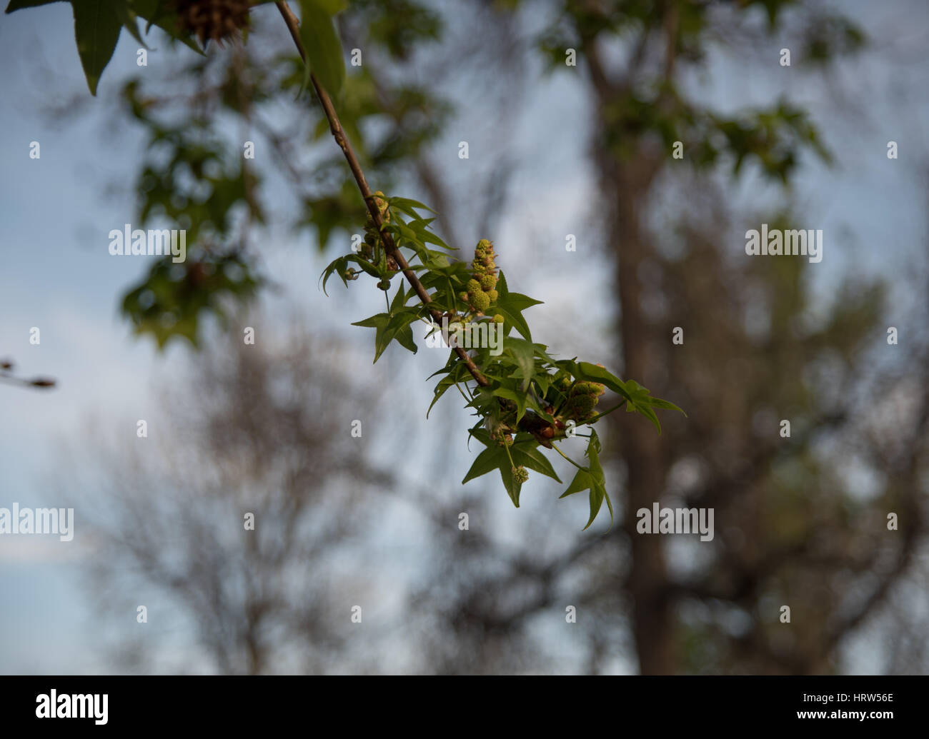 Maple tree in spring Stock Photo - Alamy