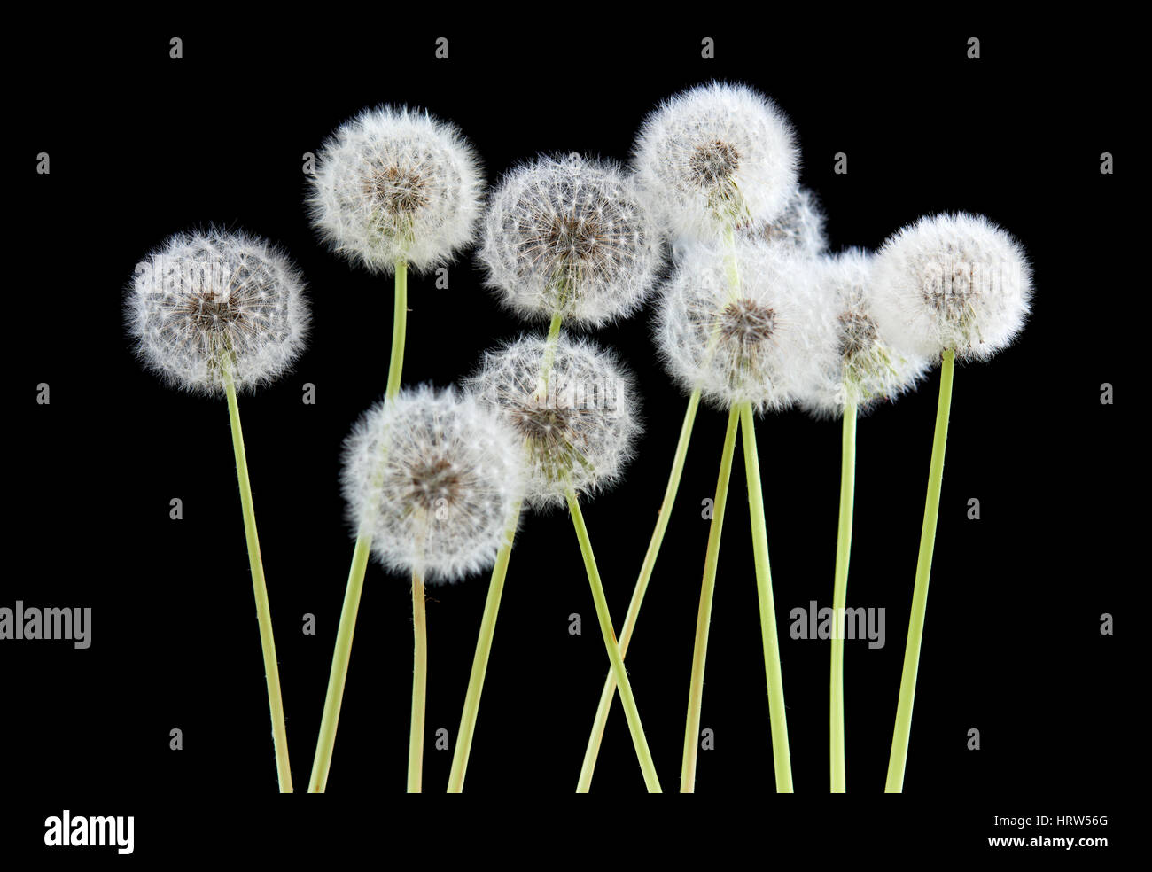Dandelion flower on black color background, object on blank space ...