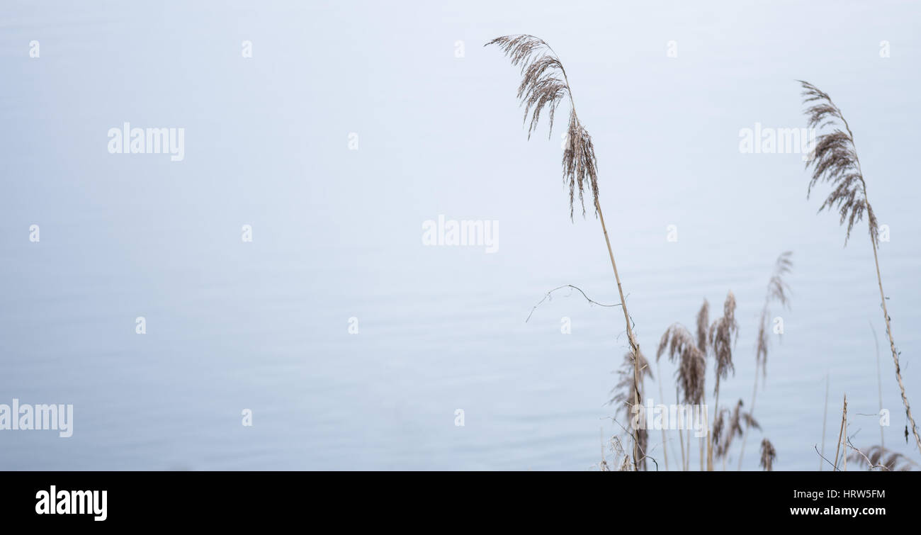 Reeds standing in a lake with calm blue water Stock Photo - Alamy