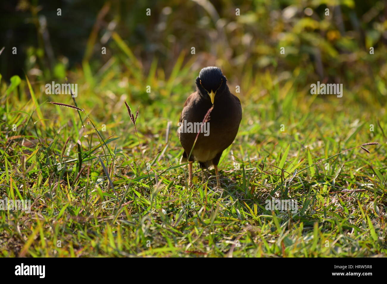 Asian mayna hi-res stock photography and images - Alamy
