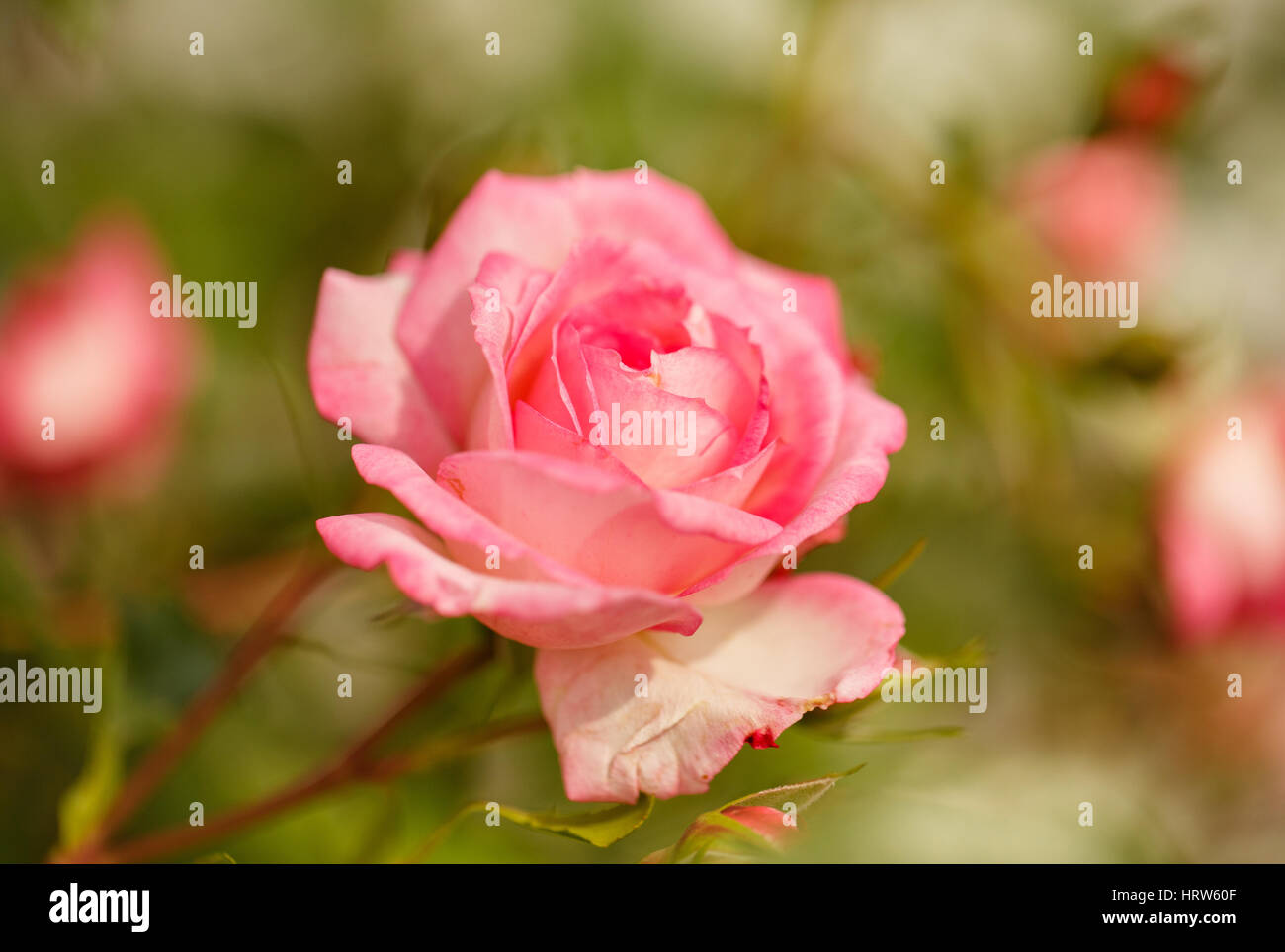 beautiful Pink roses growing in the garden Stock Photo - Alamy