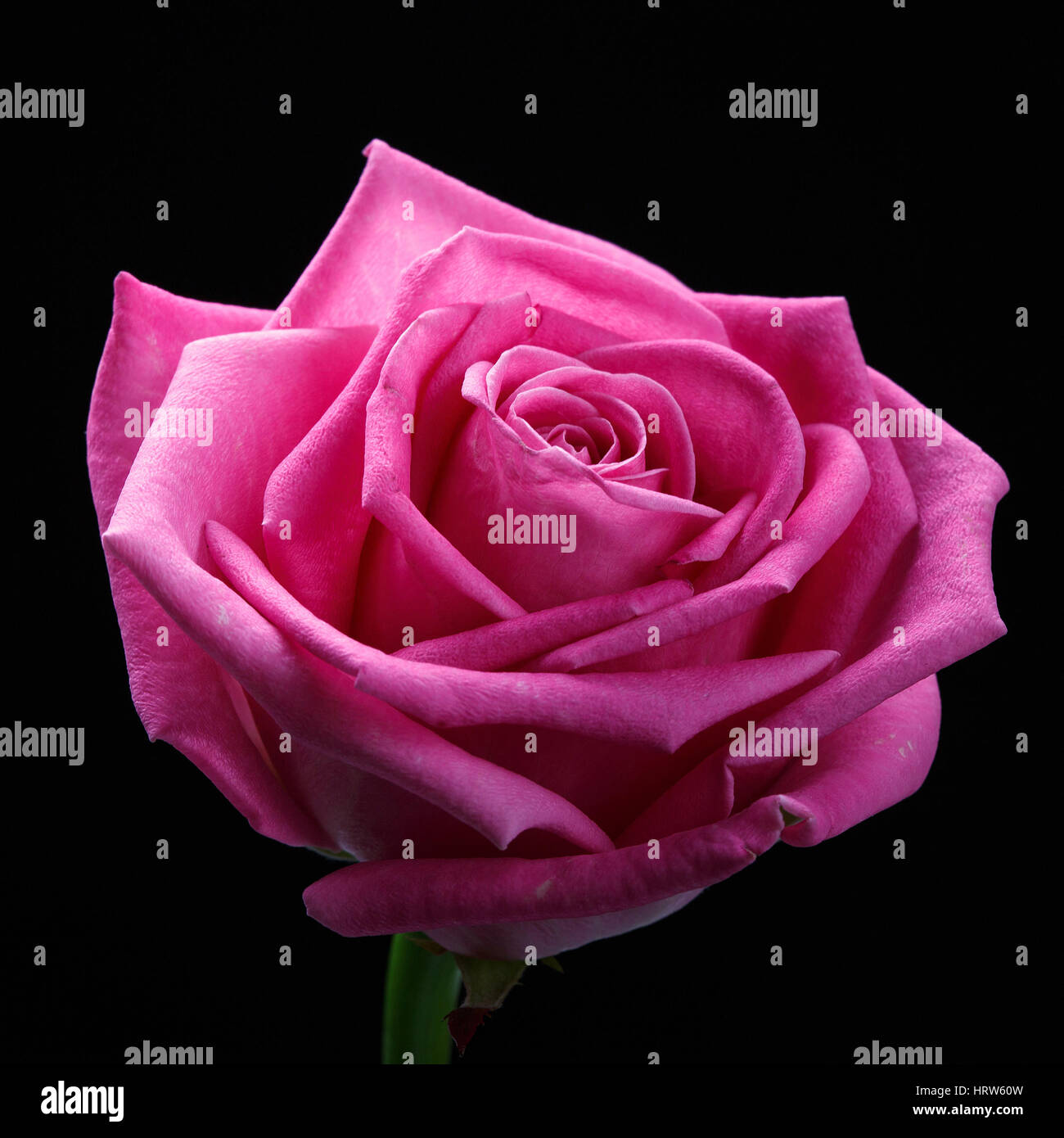 beautiful pink rose head isolater on black background Stock Photo - Alamy