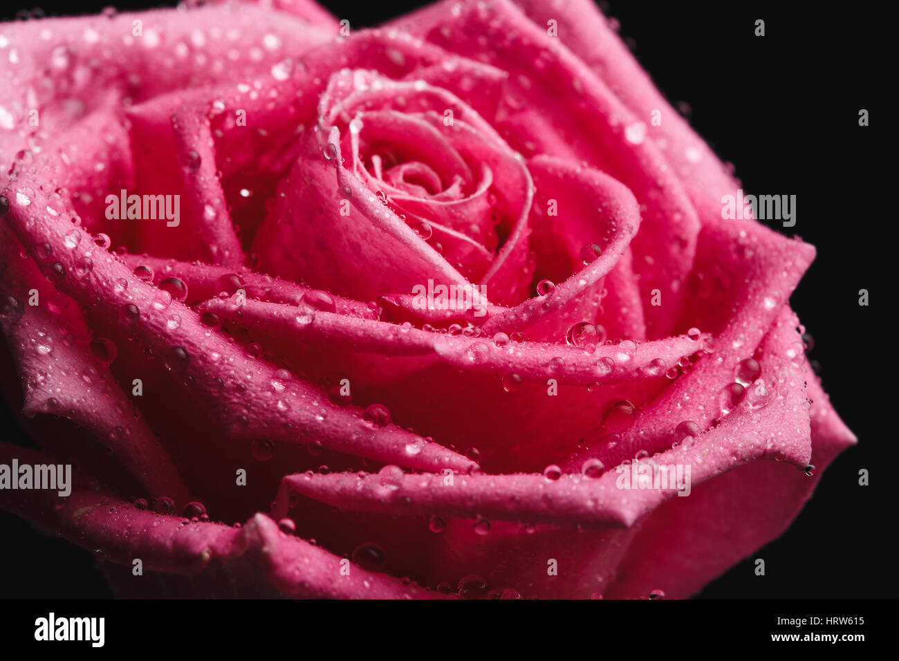 beautiful pink rose head isolater on black background Stock Photo - Alamy