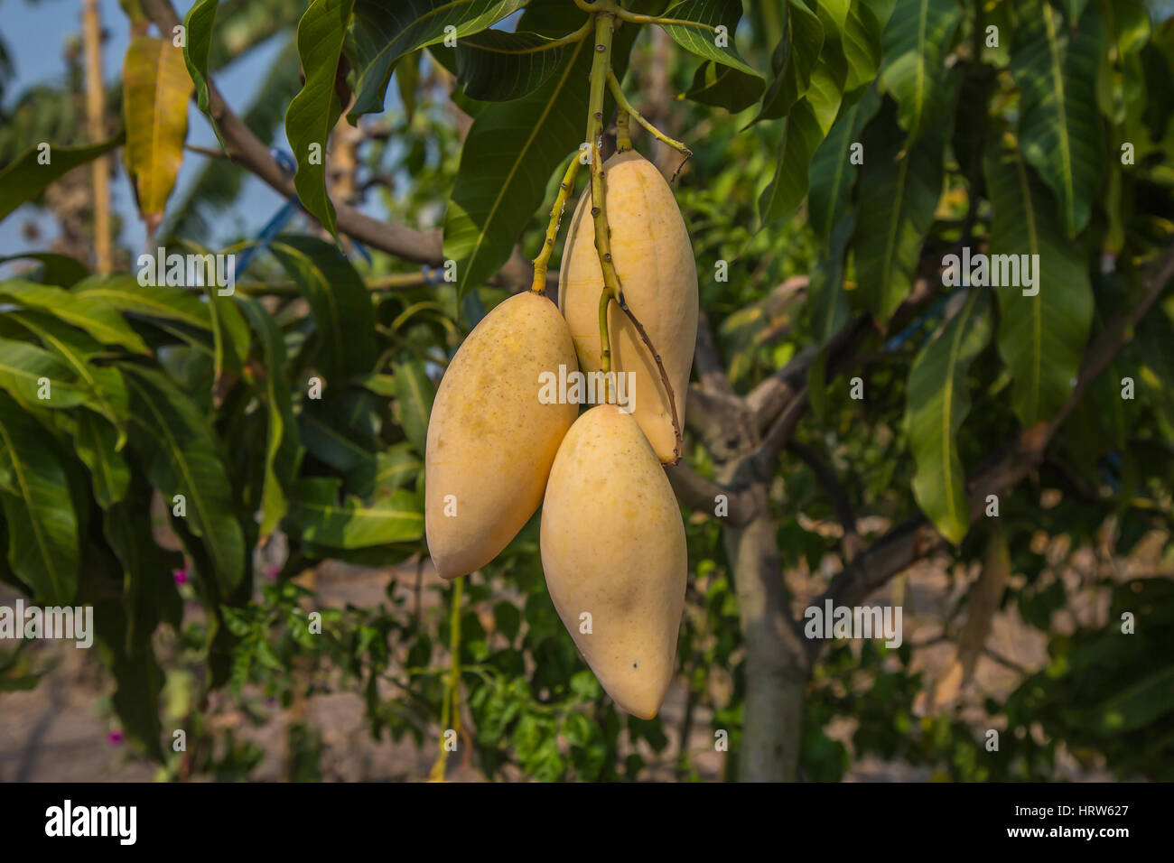 Mango orange tree hi-res stock photography and images - Alamy