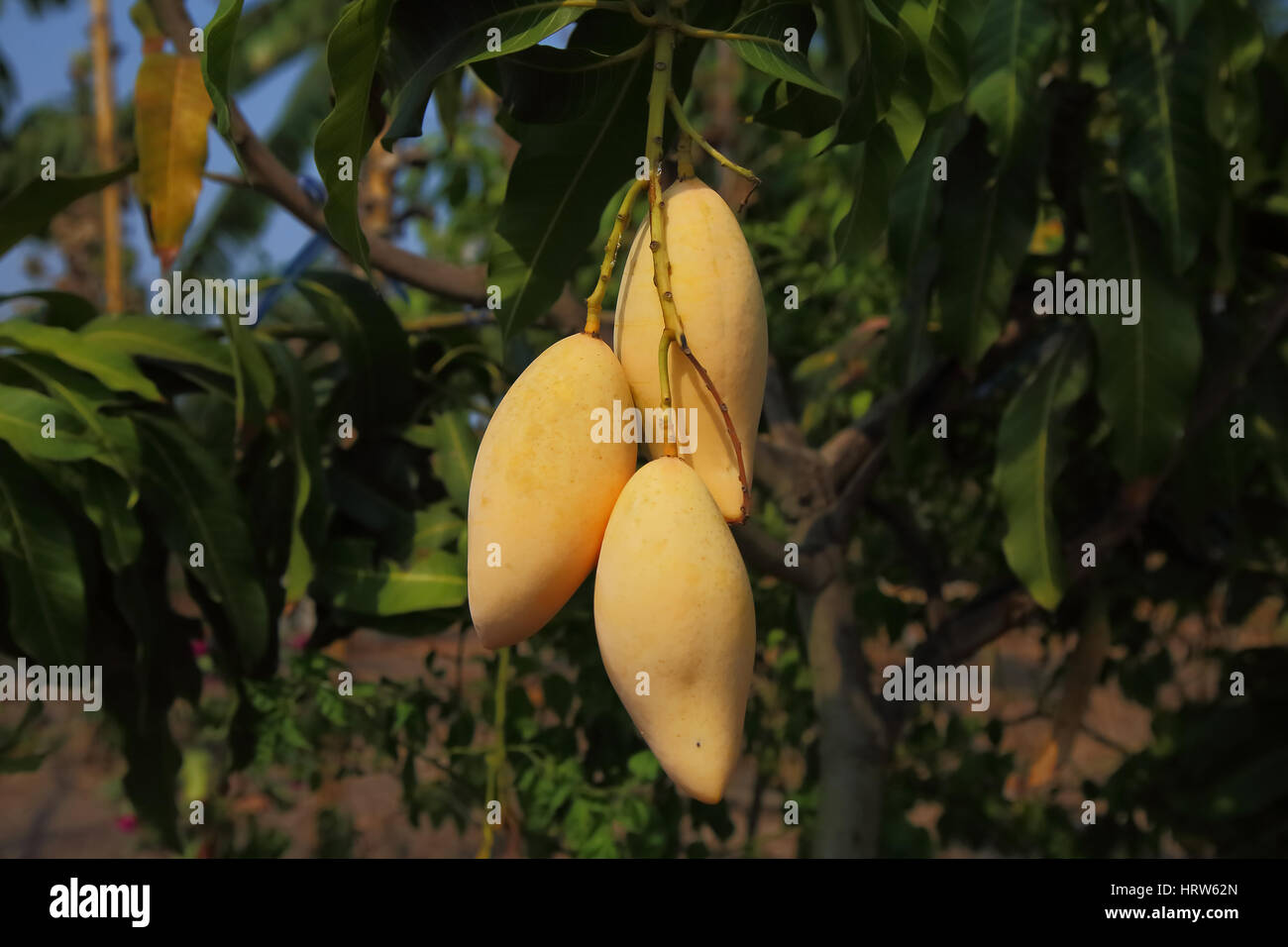 Mango tree hi-res stock photography and images - Alamy