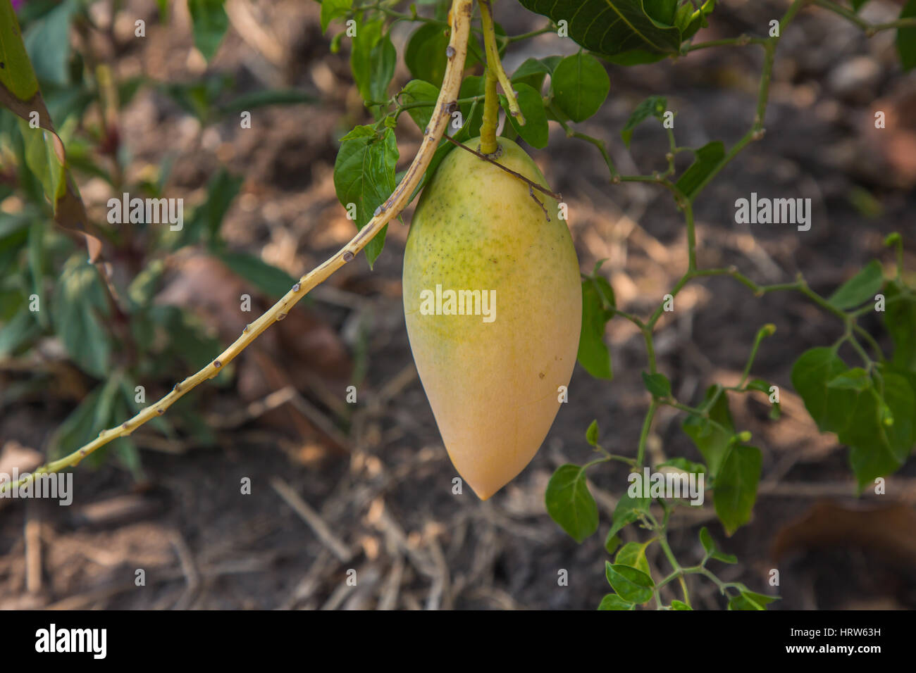 Yellow mango tree hi-res stock photography and images - Alamy