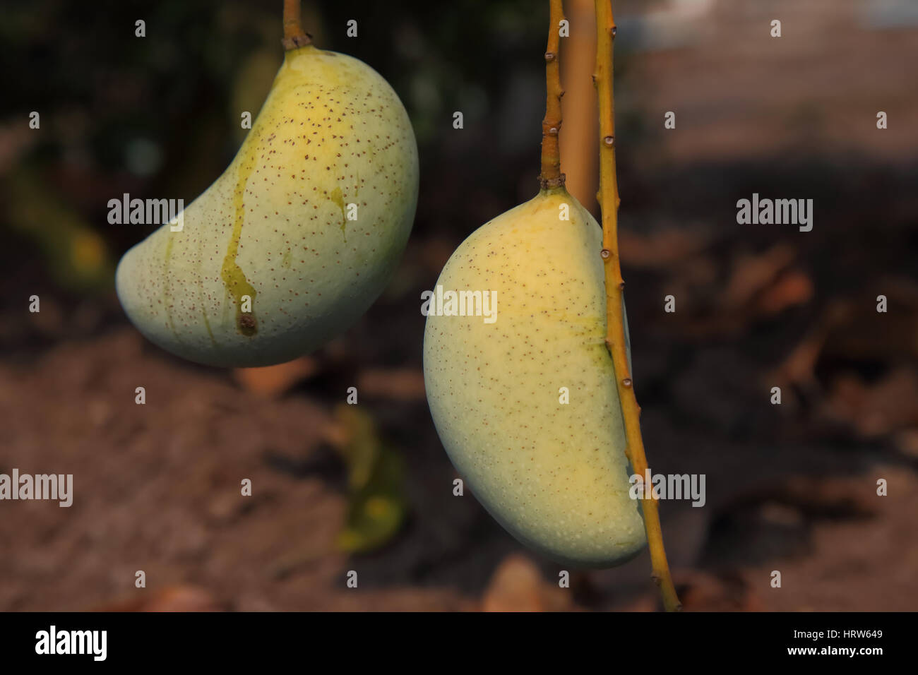 Yellow mango tree hi-res stock photography and images - Alamy
