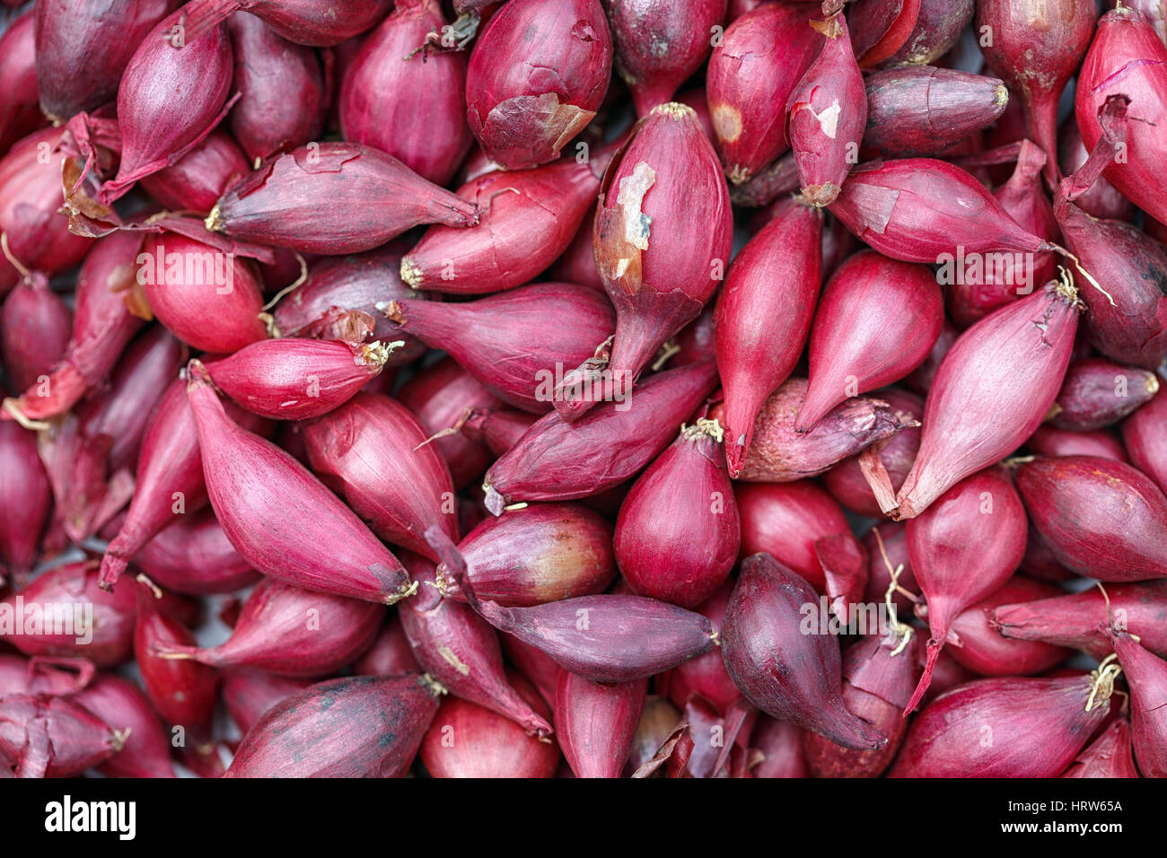 Agricultural background. purple Onion seeds background, springtime ...