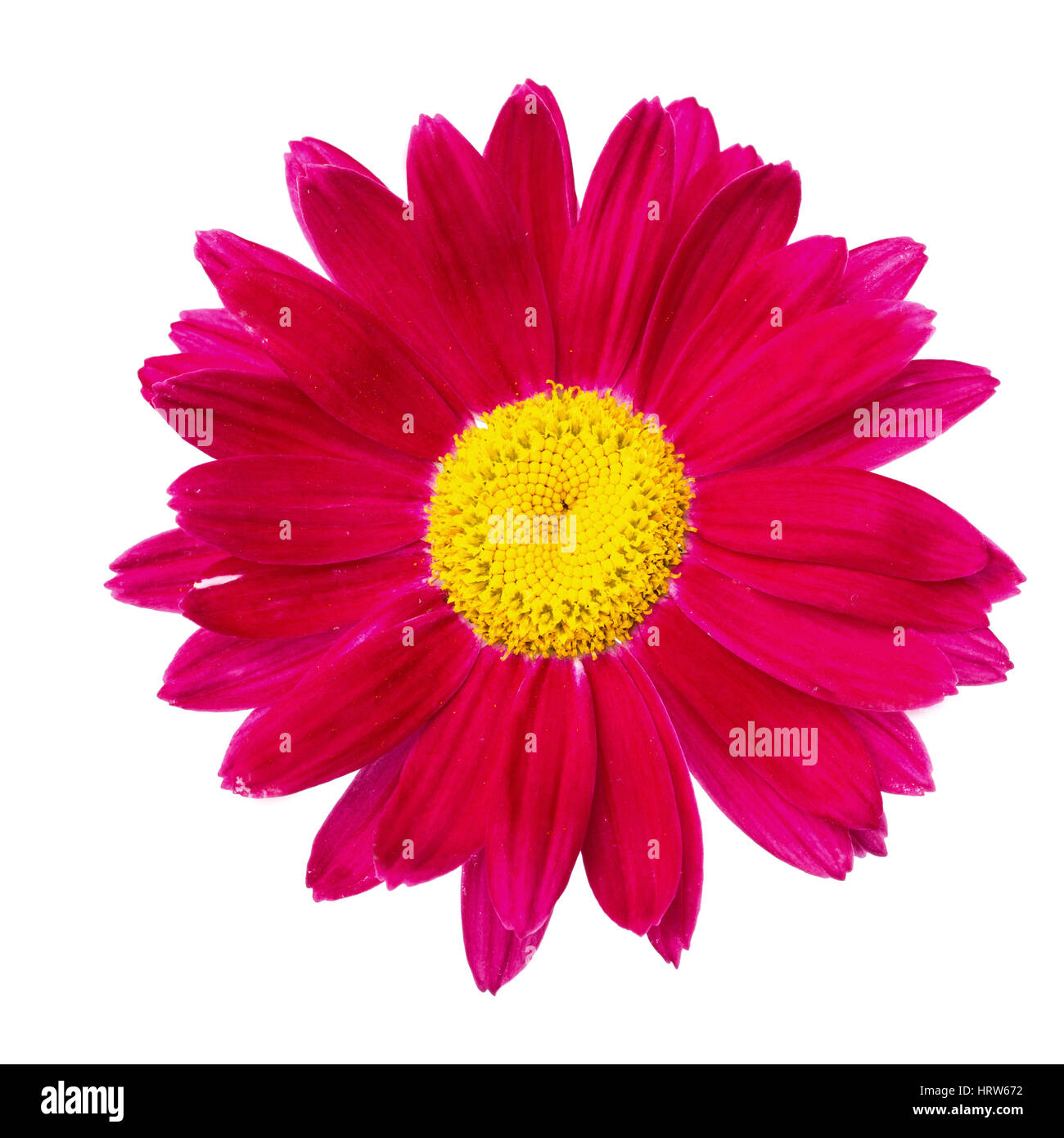 red flower head isolated on white background Stock Photo - Alamy