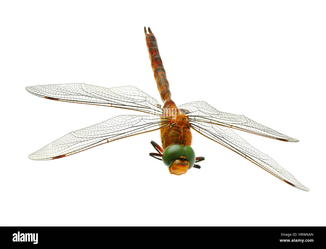 dragonfly isolated on white background Stock Photo - Alamy