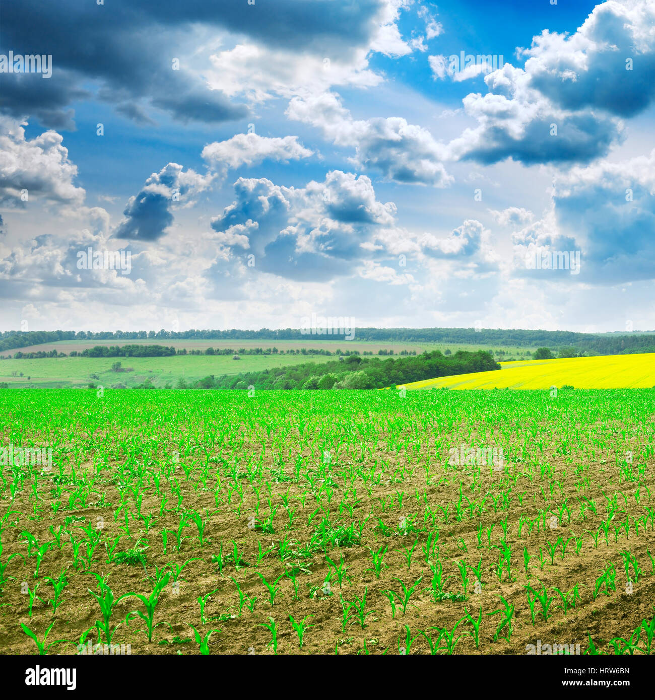 spring corn field and blue sky Stock Photo - Alamy