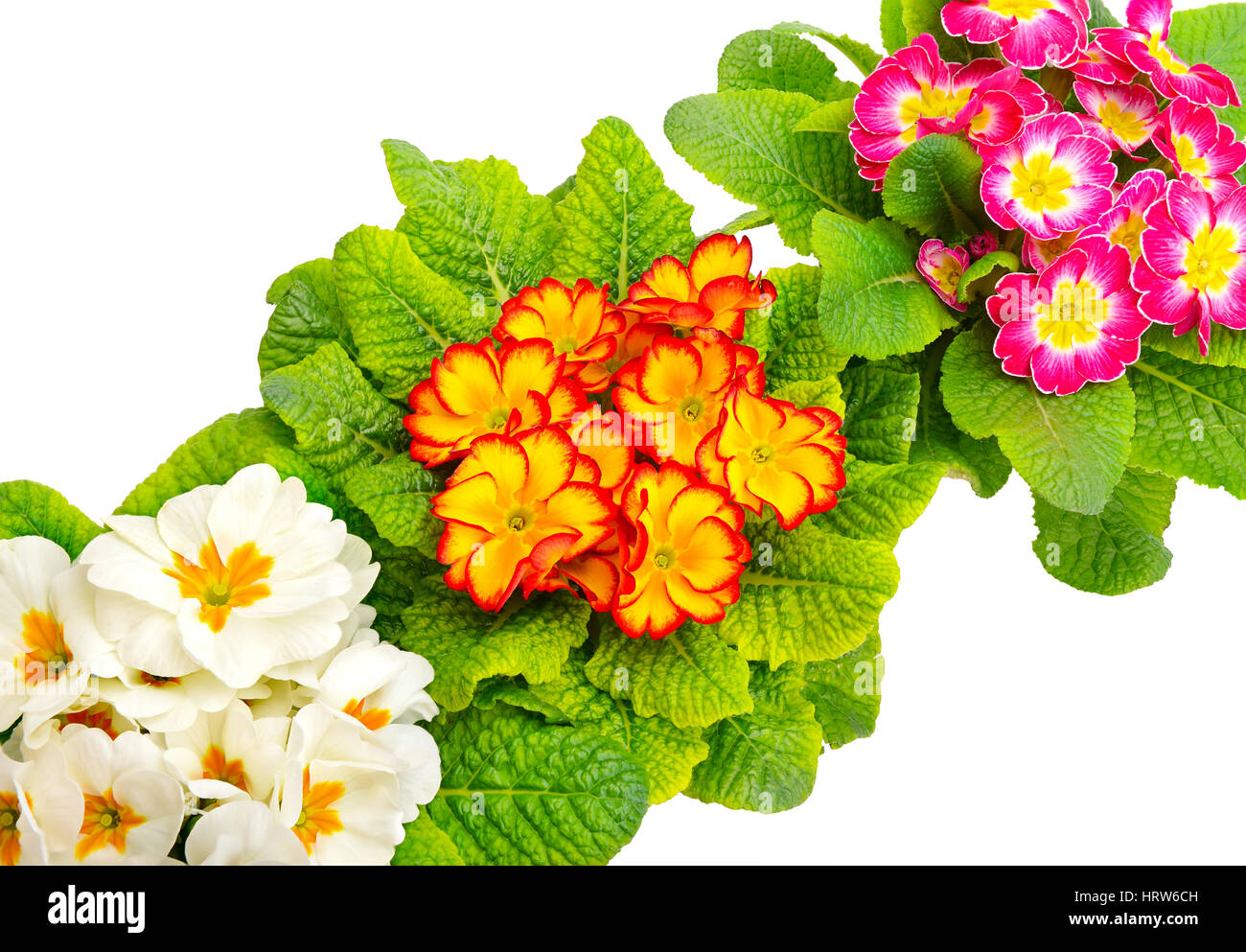 Blossom primrose hi-res stock photography and images - Alamy