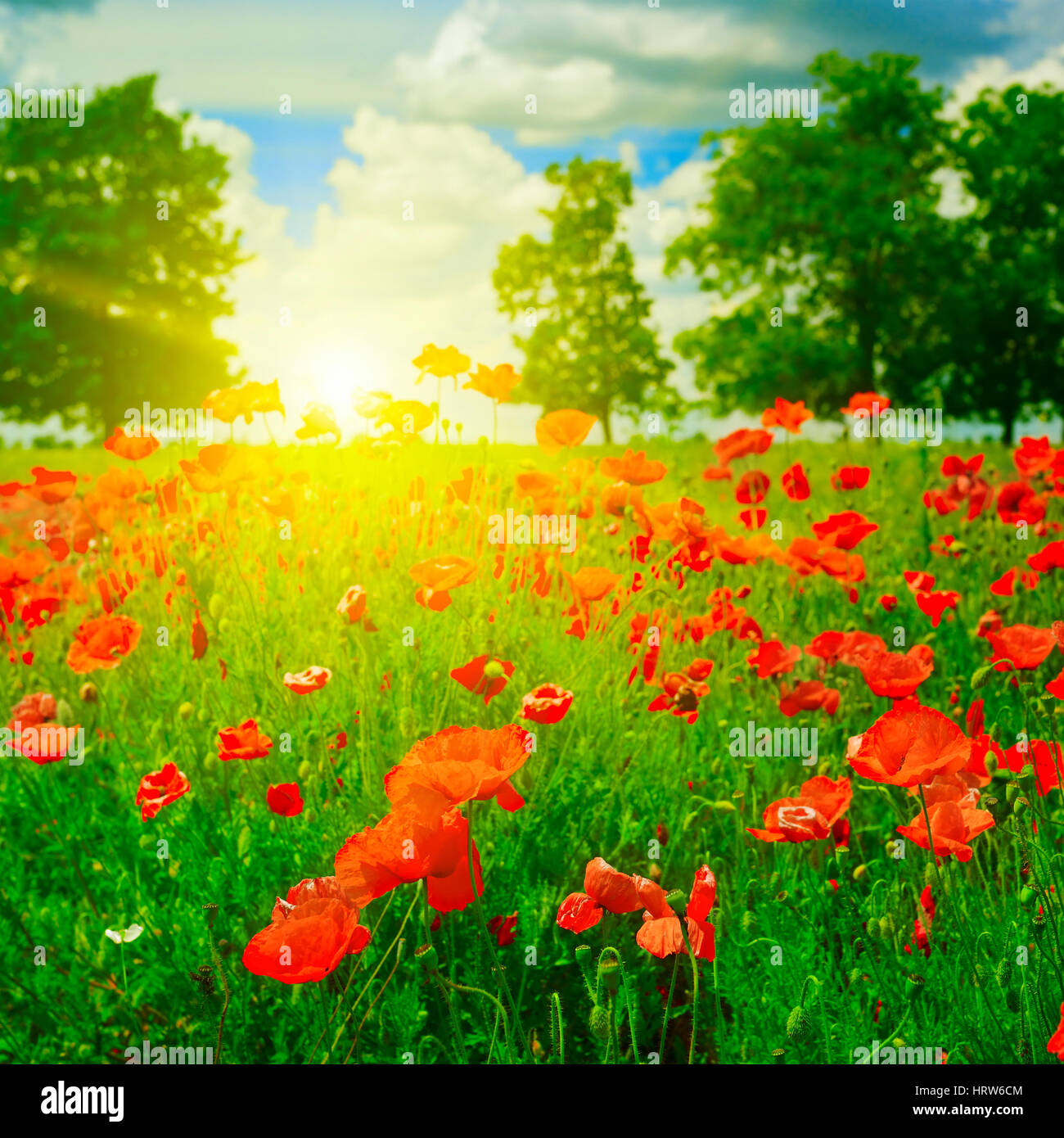 Bright sunrise in poppy field Stock Photo - Alamy