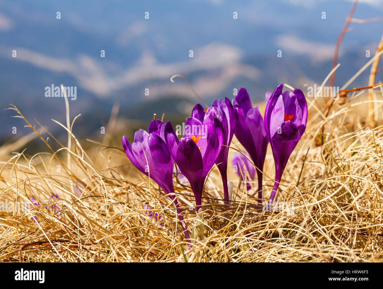 Crocus bouquet hi-res stock photography and images - Alamy