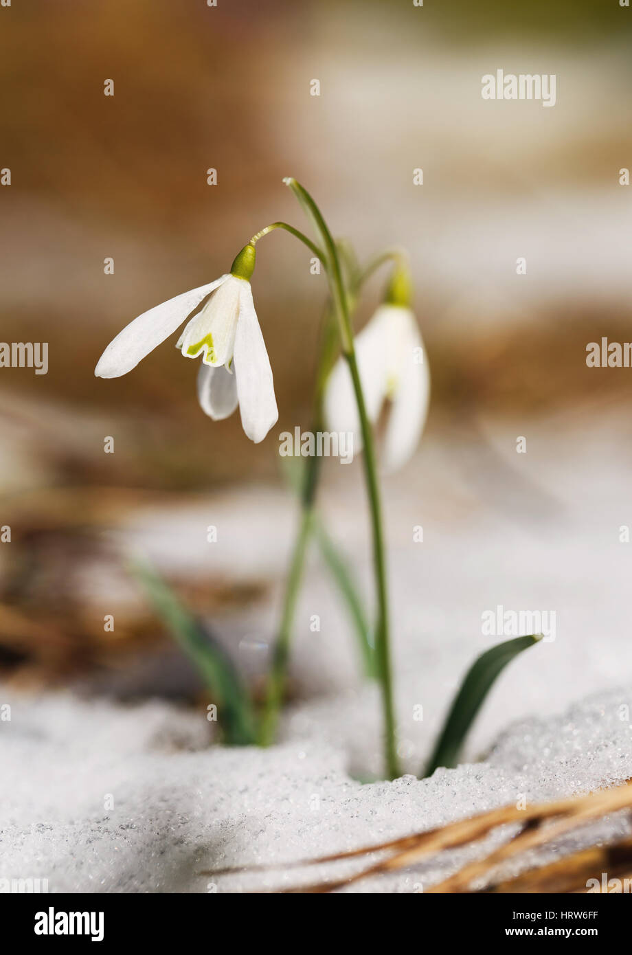 Real snow hi-res stock photography and images - Alamy