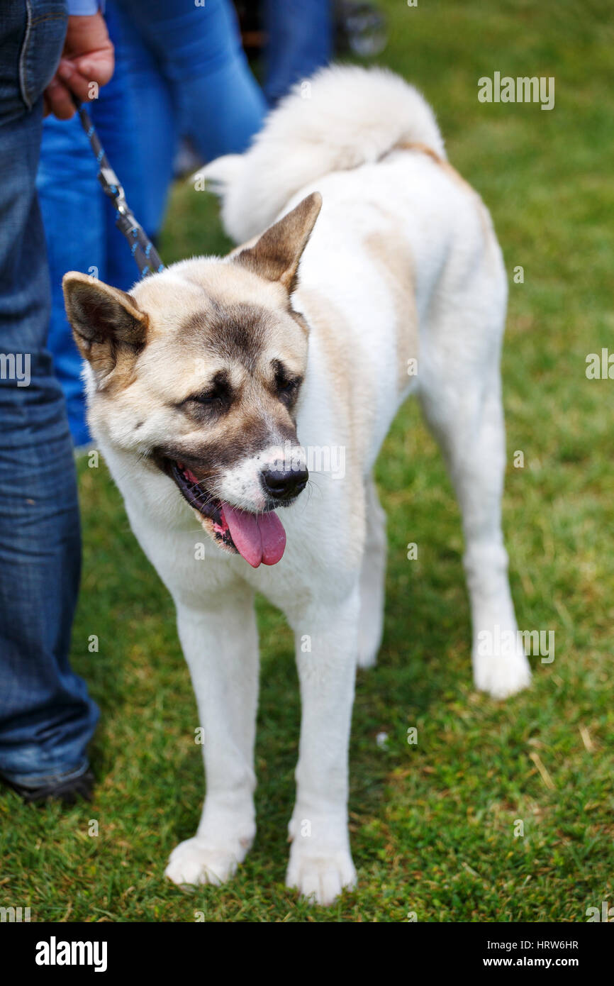 Alabai hi-res stock photography and images - Alamy