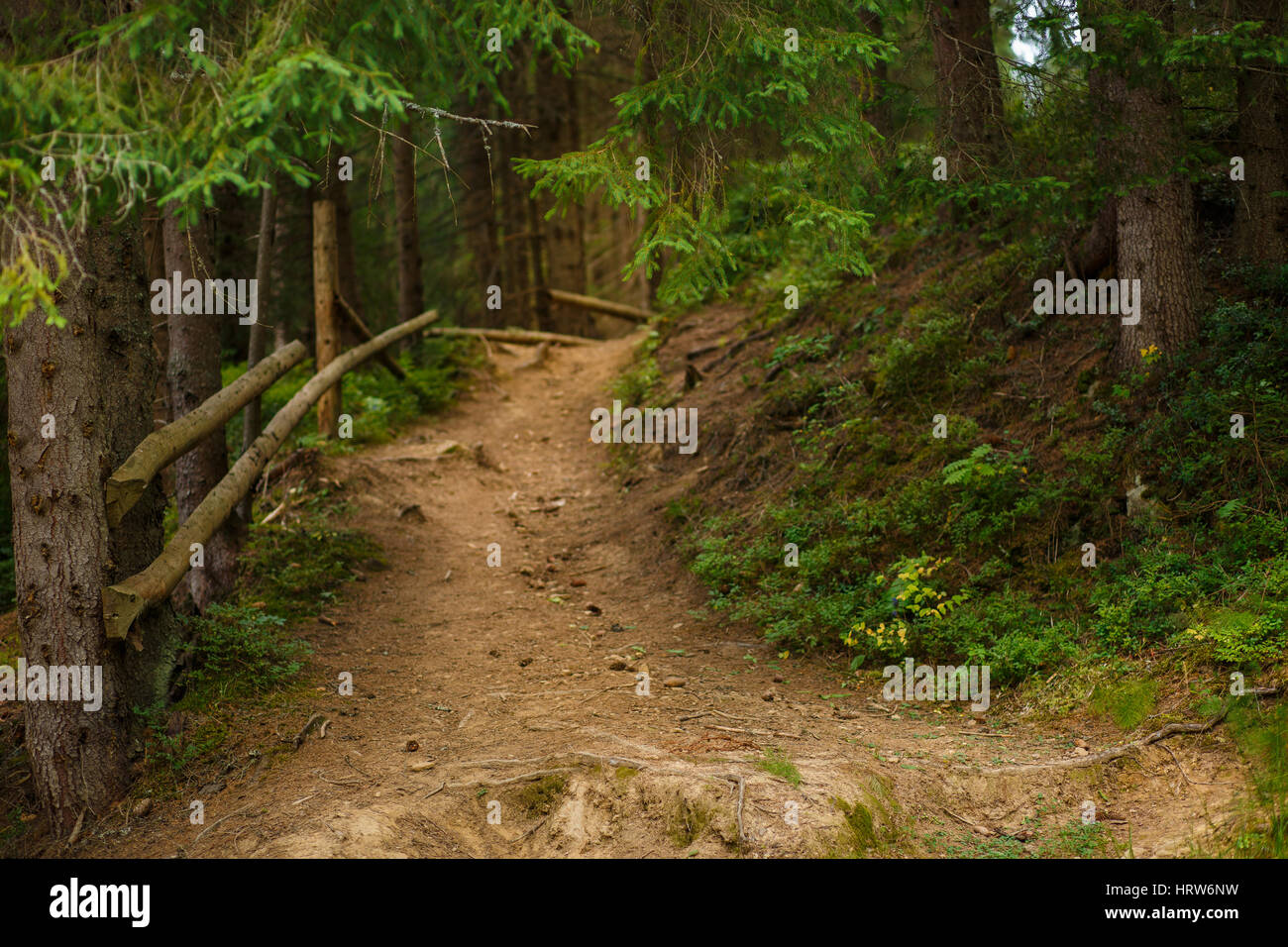 Beautiful forest. mountain path Beautiful green wood Stock Photo - Alamy