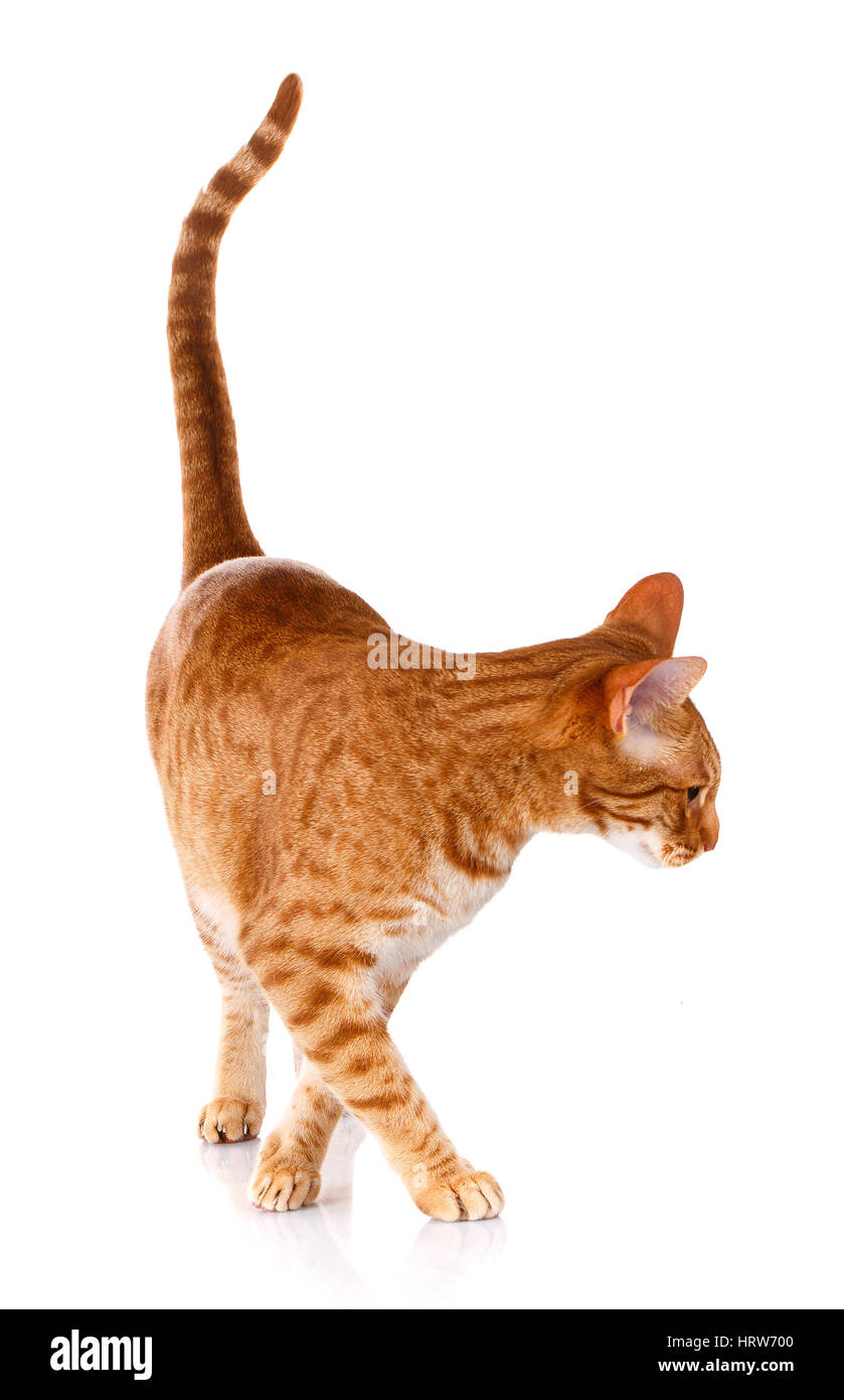 ocicat male cat on a white background Stock Photo - Alamy