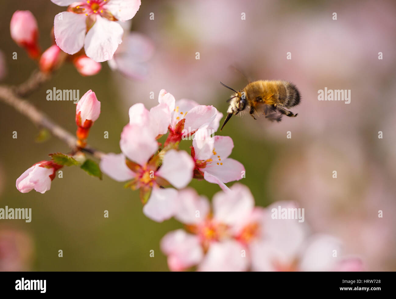 preparing bee pollinate a flower cherry blossom in spring Stock Photo ...
