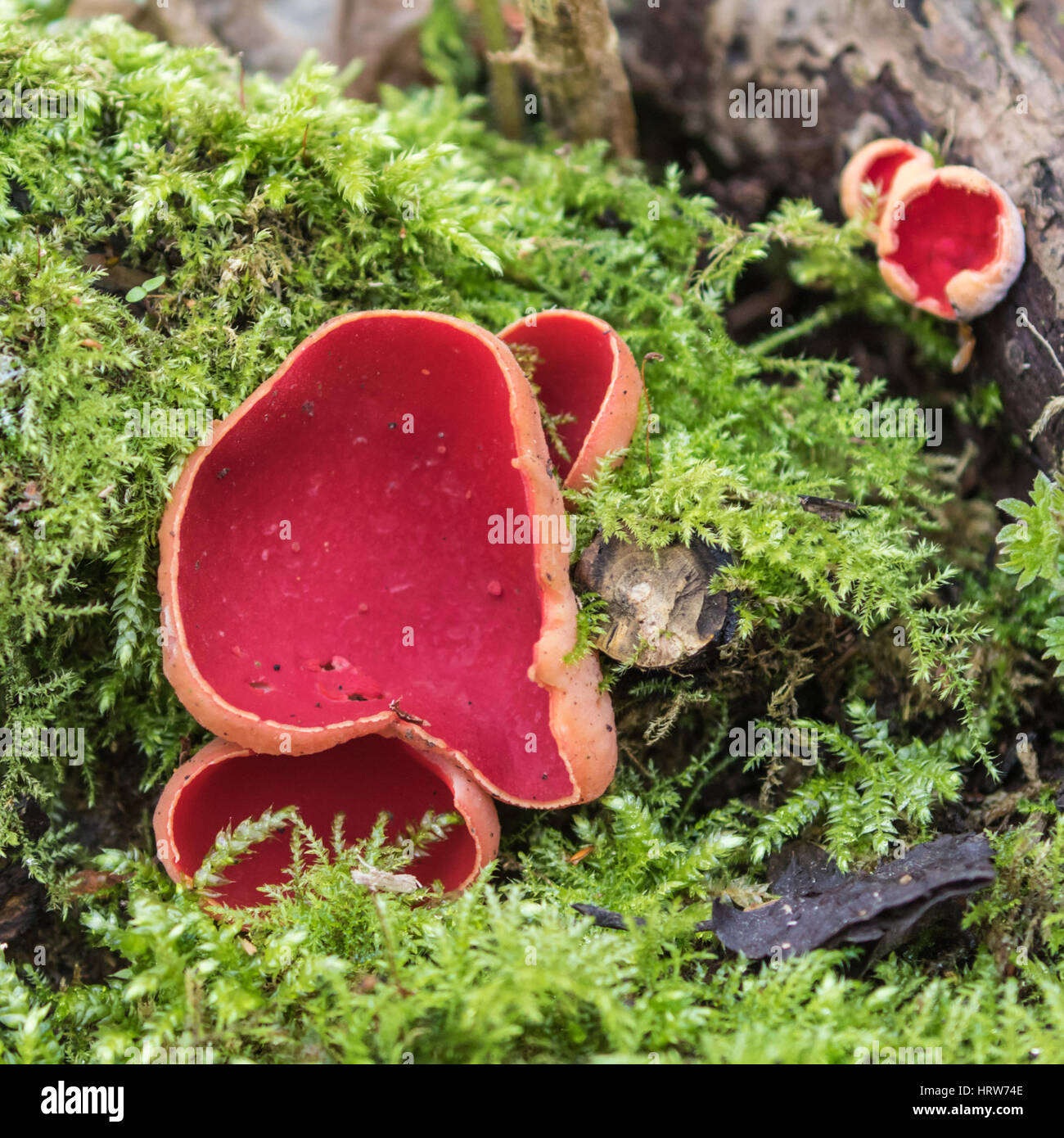 Sarcoscypha coccinea, commonly known as the scarlet elf cup, scarlet ...
