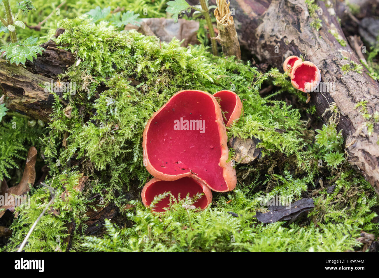 Sarcoscypha coccinea, commonly known as the scarlet elf cup, scarlet ...
