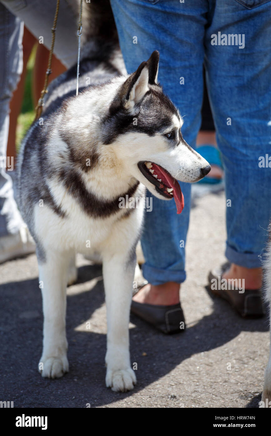 Husky dog on a walk with owner Stock Photo - Alamy