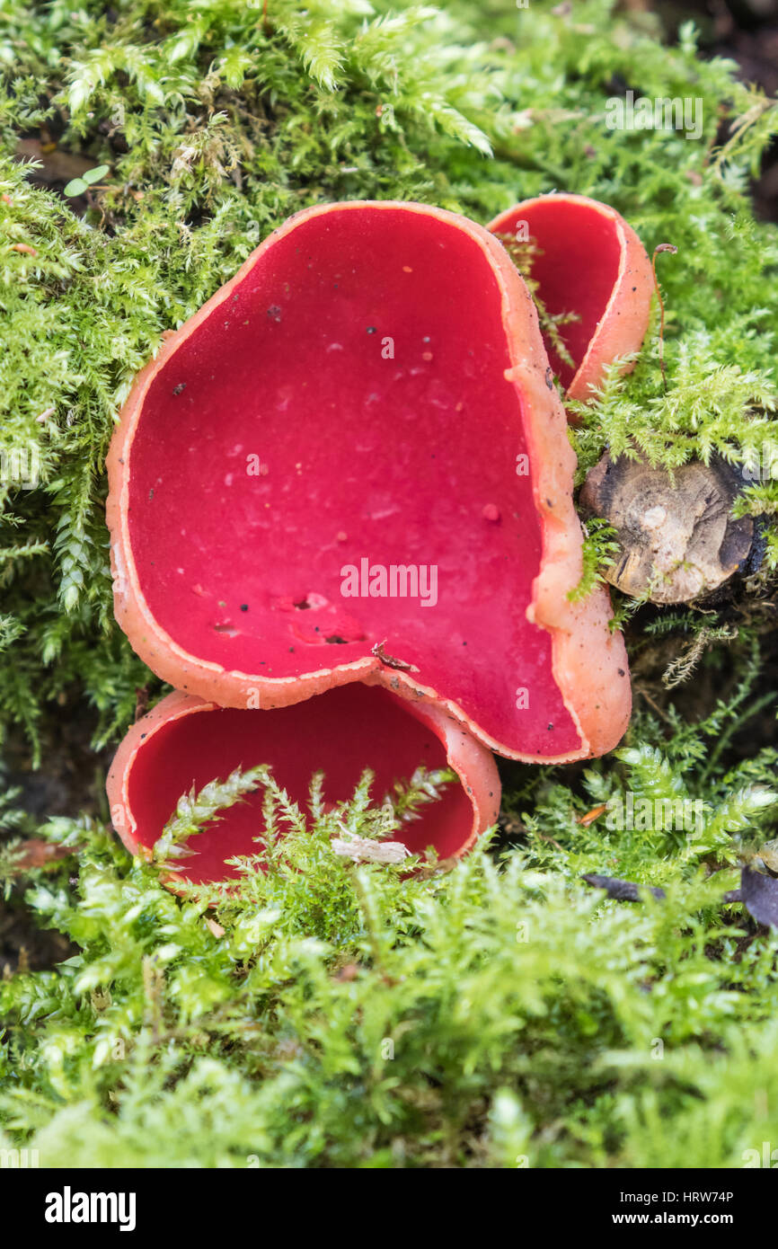 Sarcoscypha coccinea, commonly known as the scarlet elf cup, scarlet ...