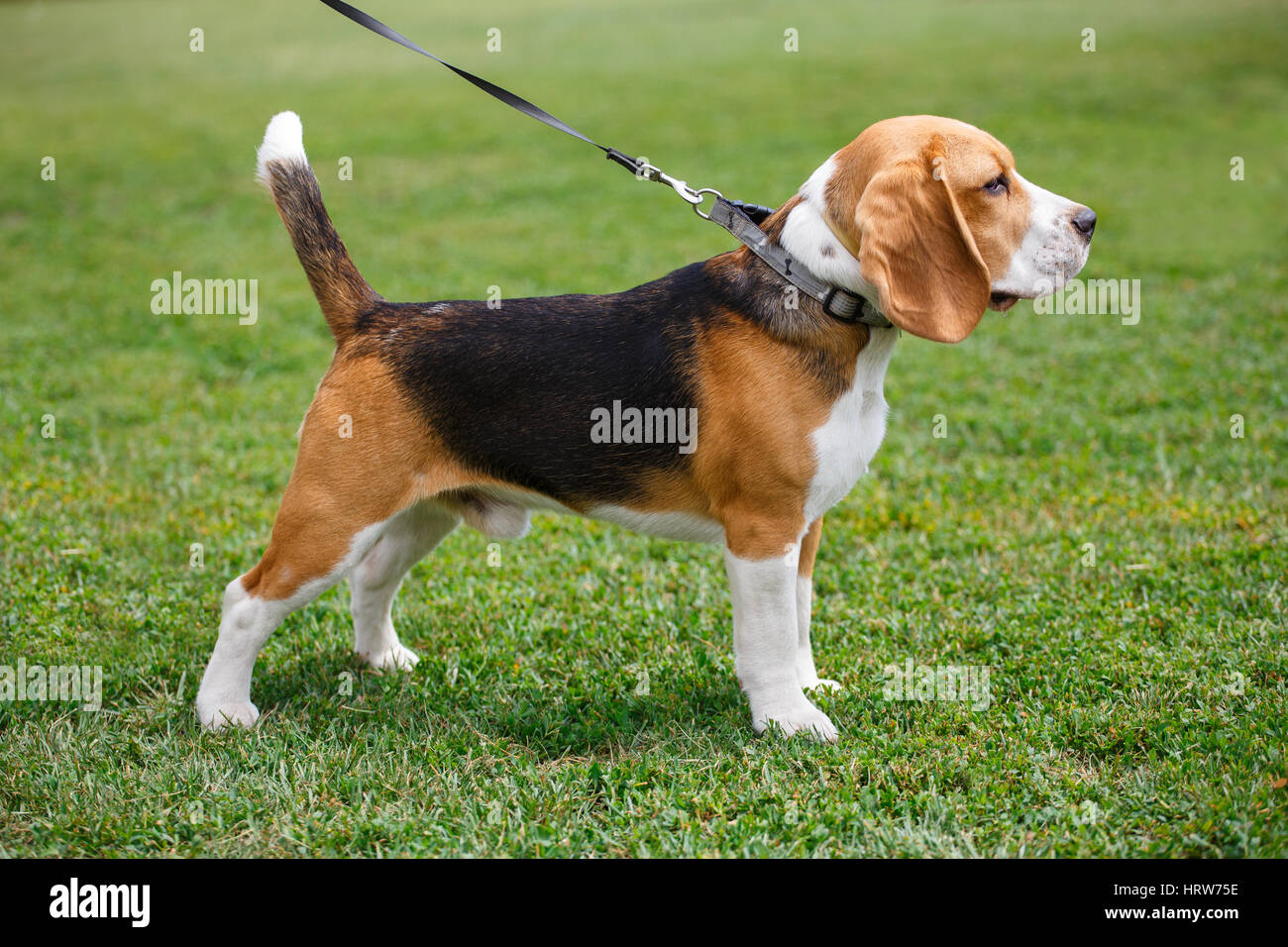 Beagle puppy standing on white hi-res stock photography and images - Alamy