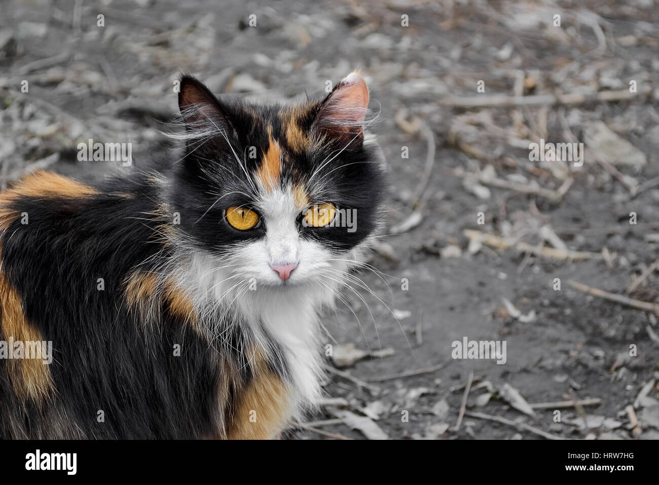 Tricolor cats hi-res stock photography and images - Alamy