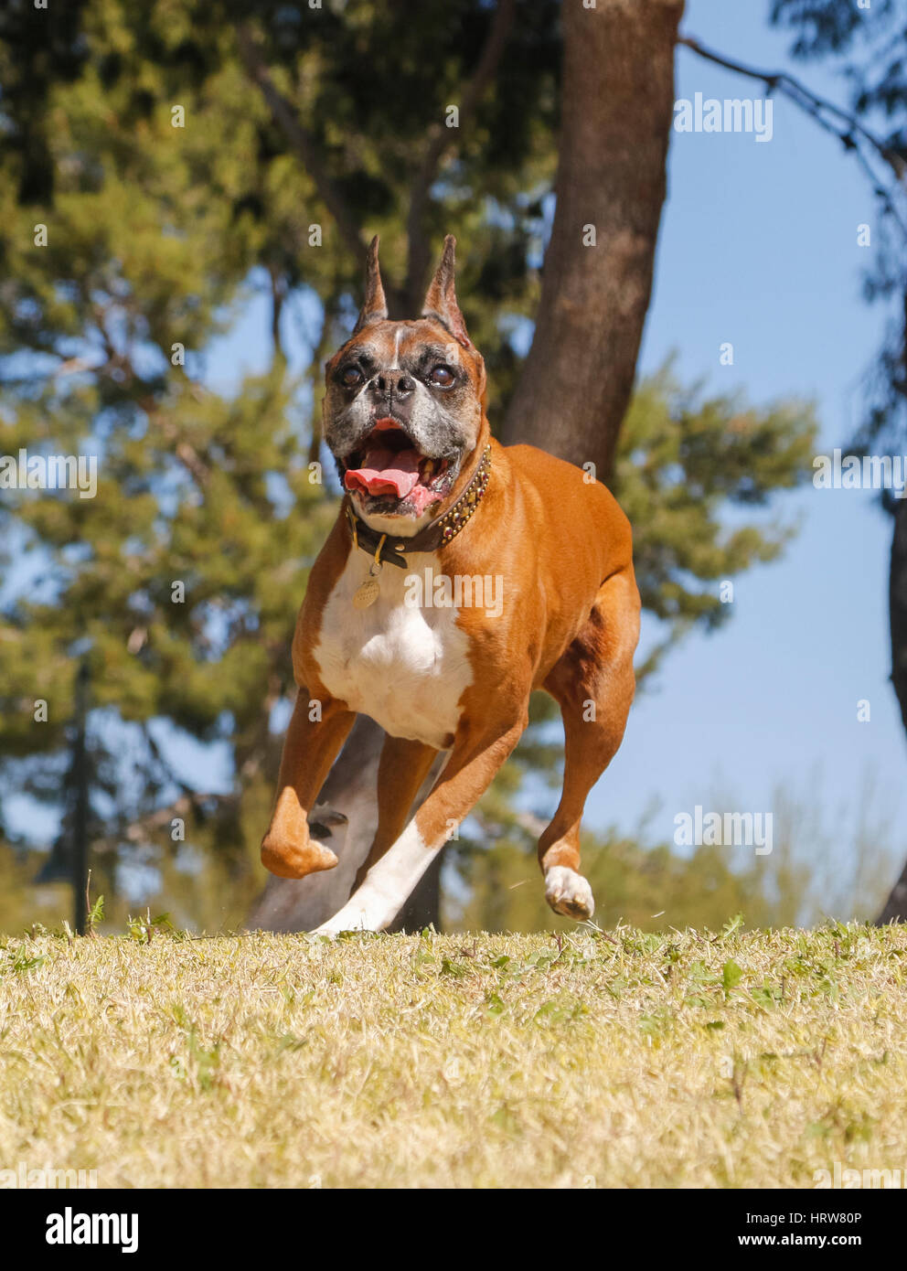 Boxer dog running and playing at the park Stock Photo - Alamy