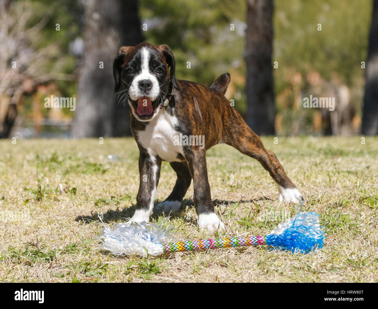 Happy boxer puppy playing at the park Stock Photo - Alamy