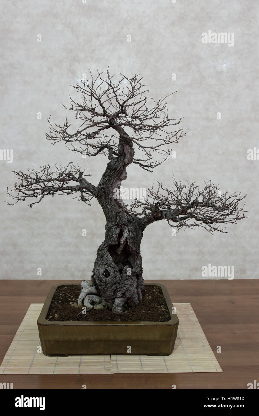 Bonsai tree, rural elm Stock Photo - Alamy
