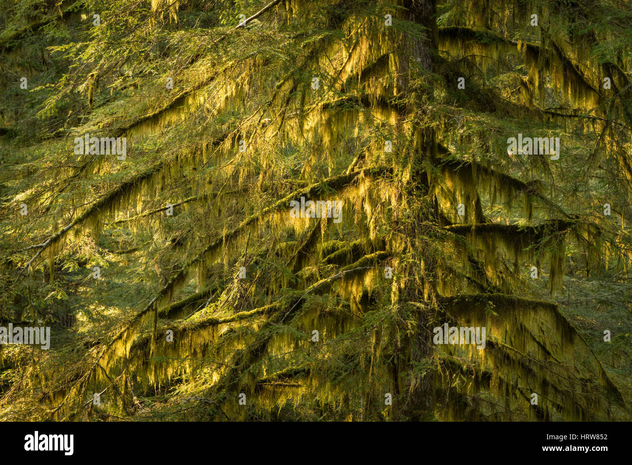 Moss-covered Western Hemlock tree; Elliott State Forest, Coast Range ...
