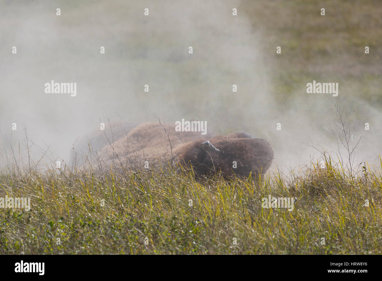Bison wallow hi-res stock photography and images - Alamy